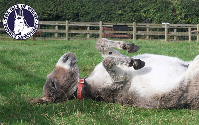 The Donkey Sanctuary